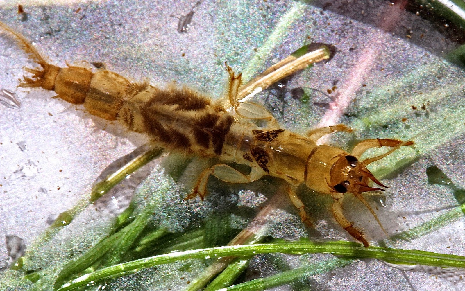 Aquatic Insects of Central Virginia: You have to dig in the substrate ...