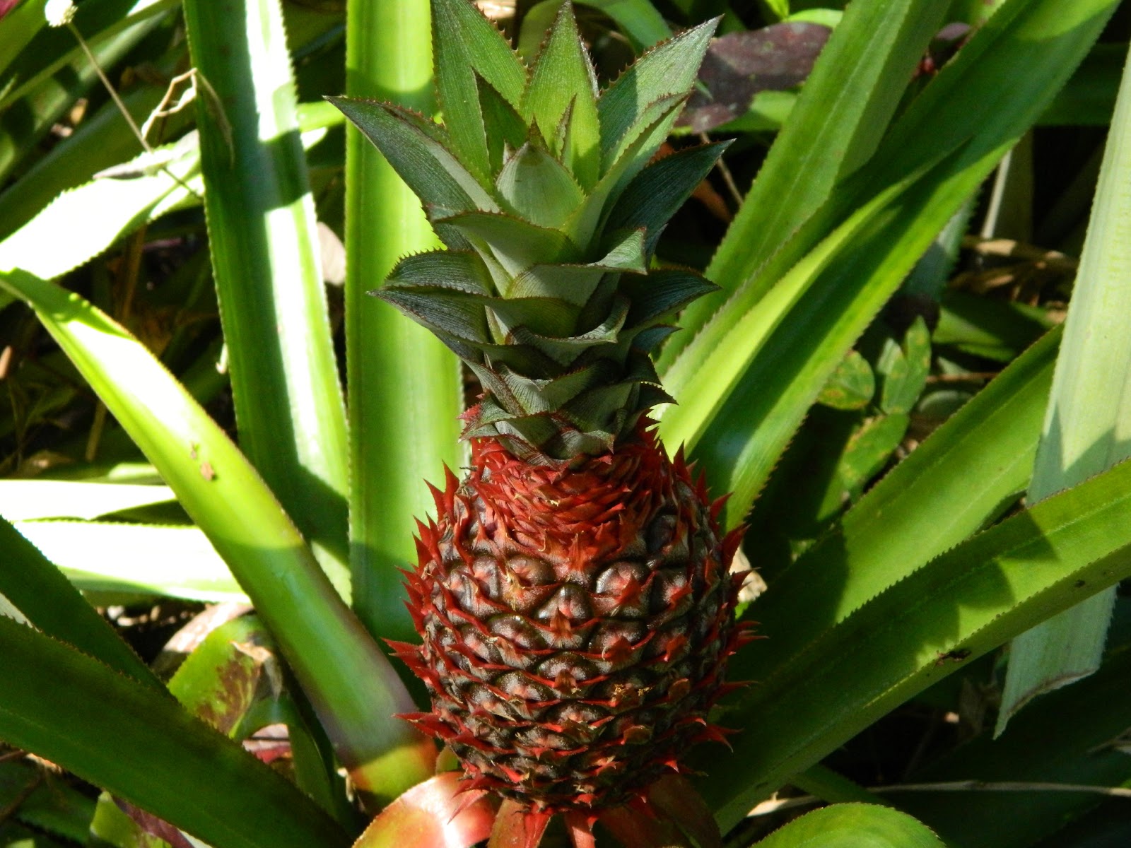 Counting Kropps: stick me with a needle, please