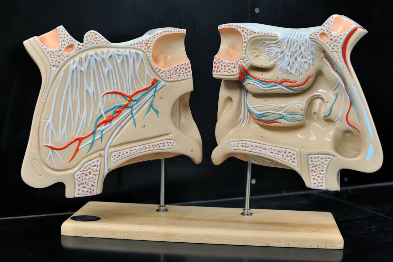 Human Anatomy Lab: Nose Model