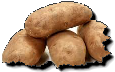 berbagainfo: Bioteknologi Pertanian