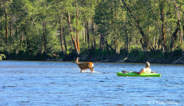 Ferry County, Washington State, U.S.A.: Curlew Washington