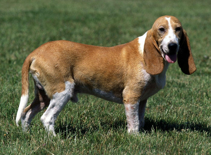 PERROS DE RAZA: SABUESO SUIZO
