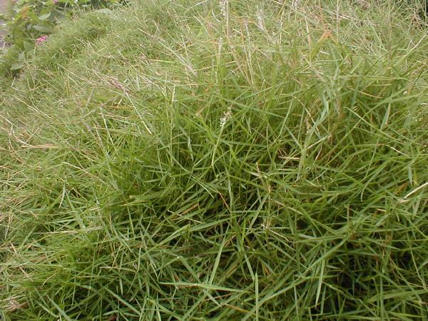 RUMPUT ZOYSIA MATRELLA ATAU RUMPUT MANILA ( RUMPUT JEPANG ) TIDAK KALAH ...