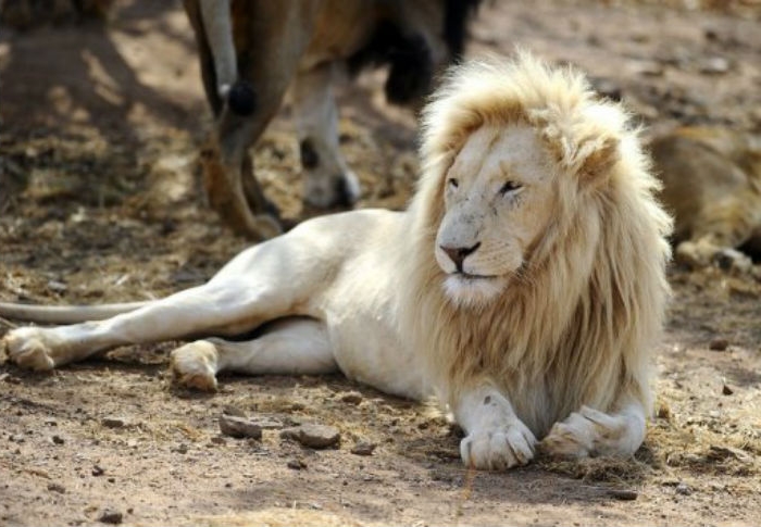 IMAGENES DE LEONES: IMAGEN LEON CASI ALBINO