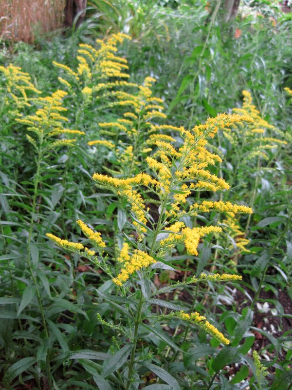 Landbohaven: Gul farve dominerer i haven.