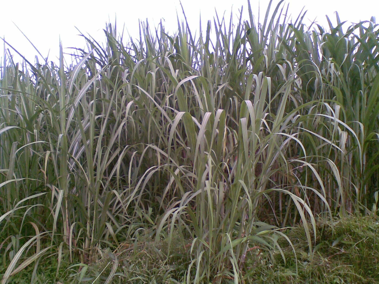 craton: TANAMAN TEBU