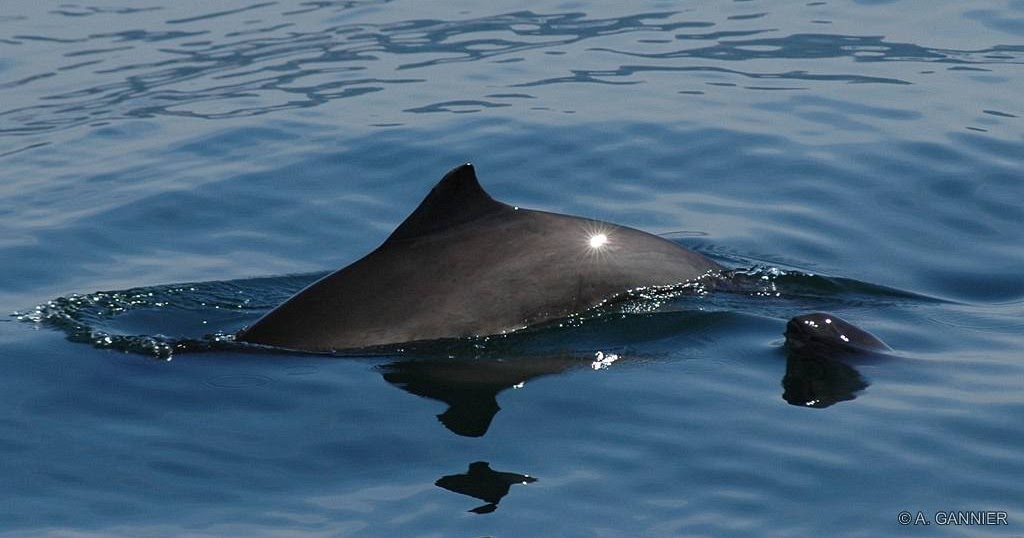 Les dauphins du gouf de Capbreton.: Guide des cétacés du golfe de ...