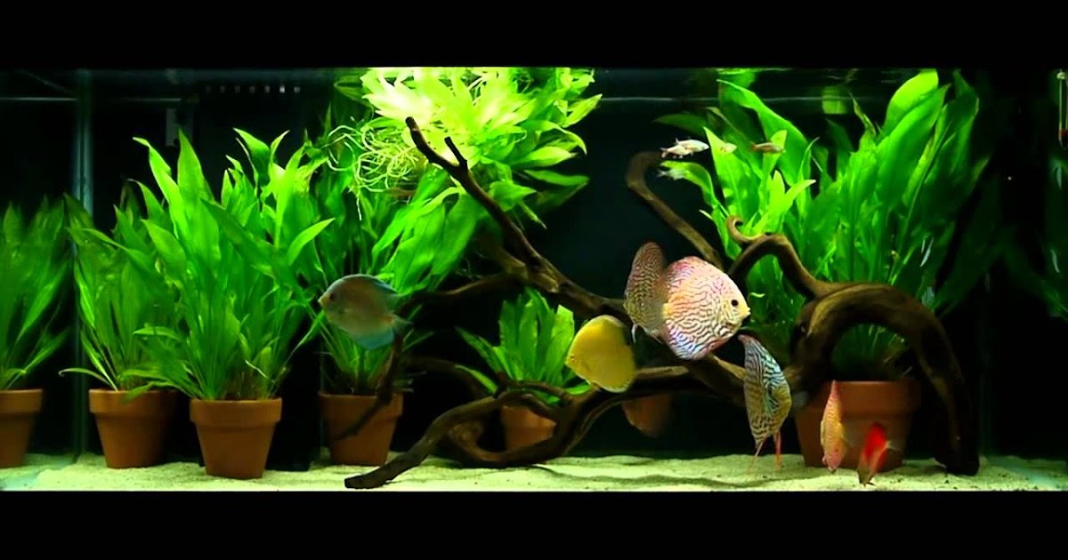 Uncle Sam's Discus - Blog