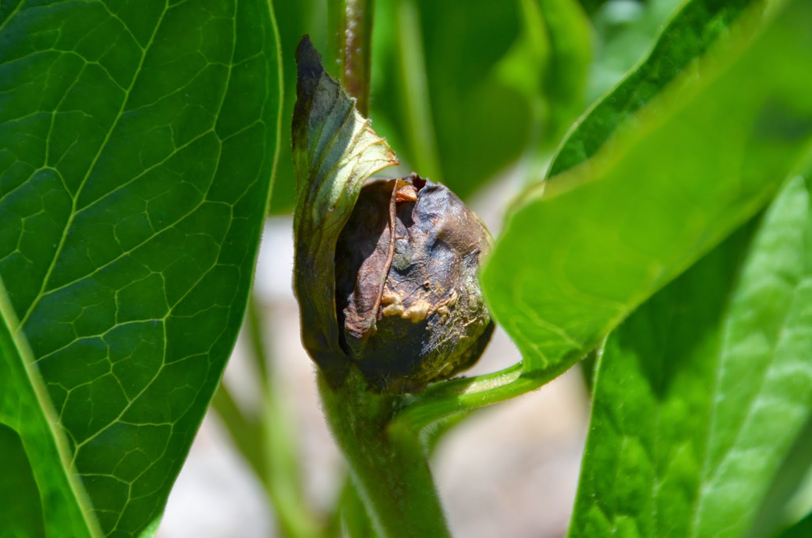 Southern Peony: 2015 Early Peonies Suffered Frozen Bud Blast