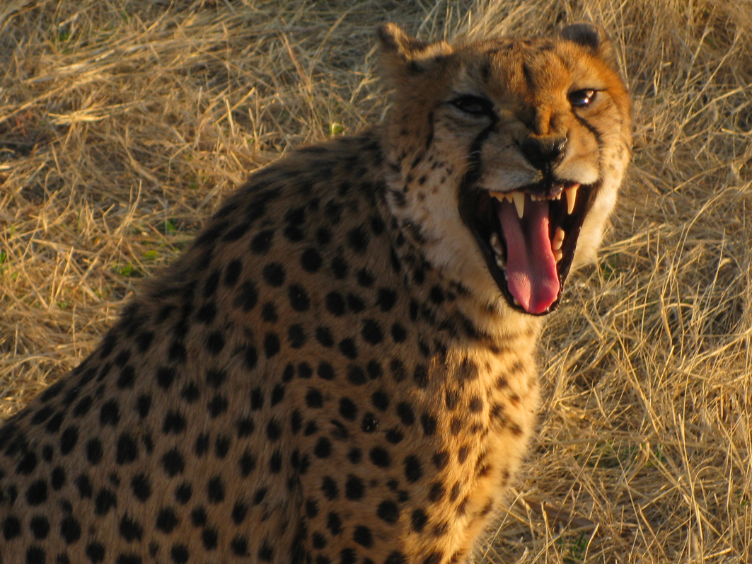 World Hold On. Jordi Valbuena's Photography and Travel blog: Cheetah ...