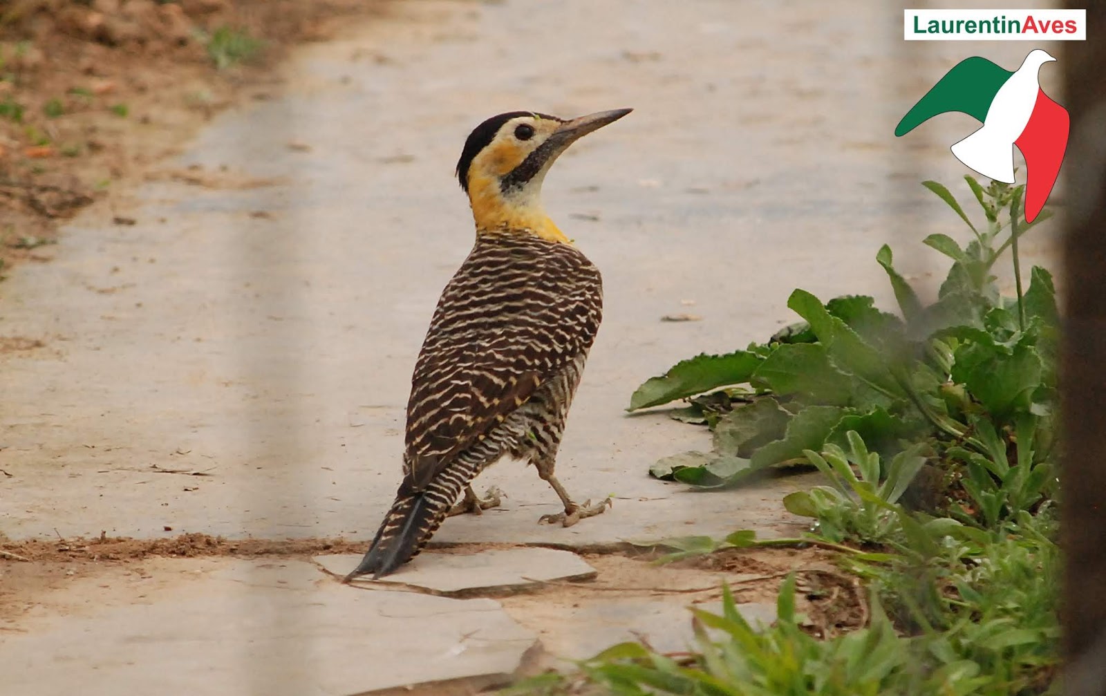 LaurentinAves - SC: Pica-pau-do-campo (Colaptes campestris) Vieillot, 1818.