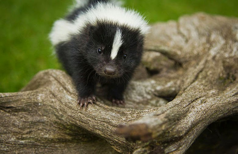Un zorrillo bebé que sólo quería ser amistoso - Mundo Feliz