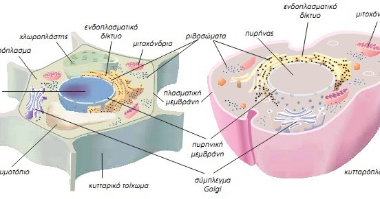 eribiology: 1.2 Το κύτταρο - Ερωτήσεις & Χρήσιμα links -Βιολογία Γ ...