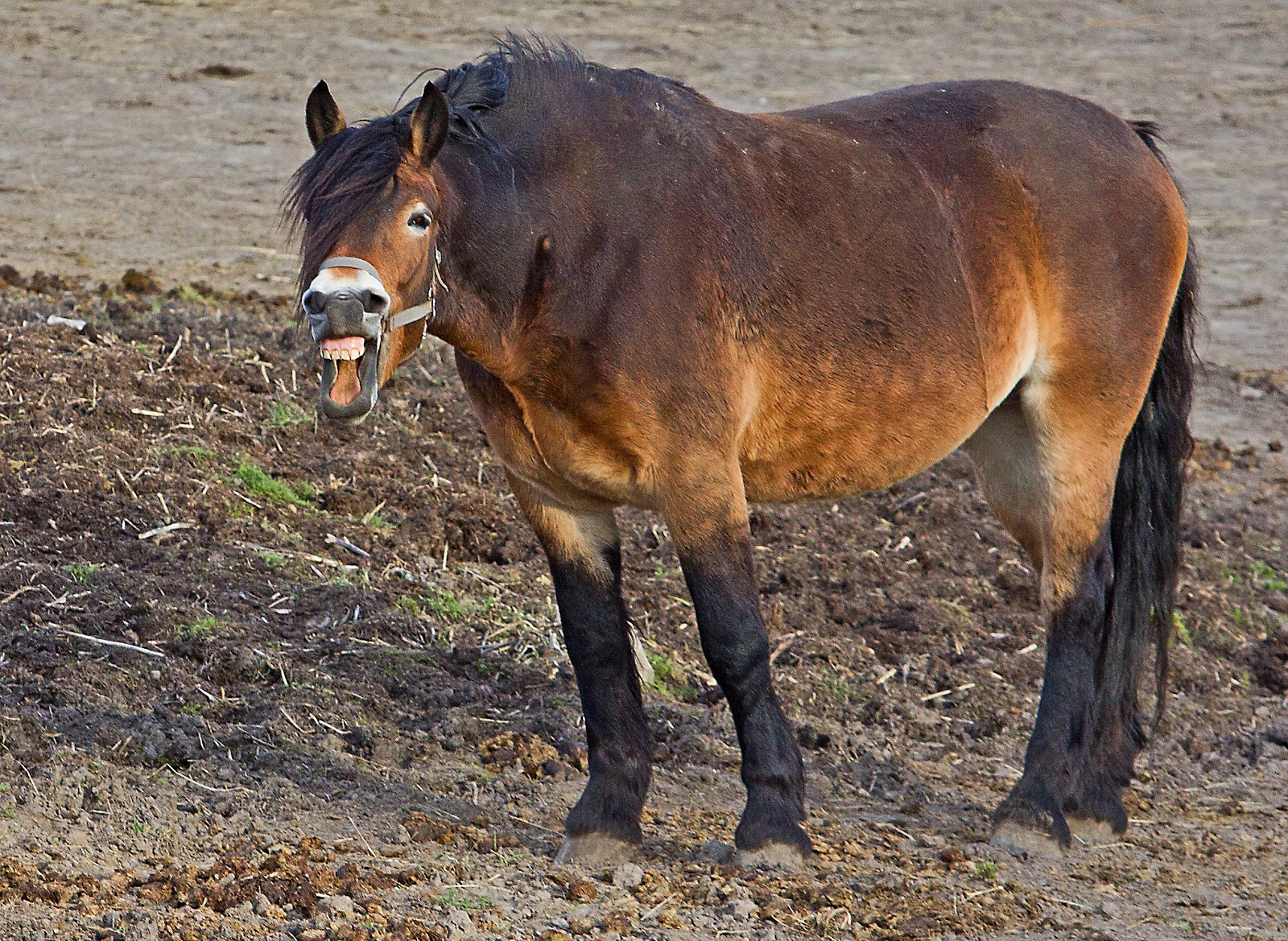 VELKOMMEN TIL KJERSTIS LØSE TRÅDER: Hestebilder fra Strömstad og tanker ...