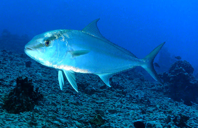 Food With Health: Top 10 Best Tasting Fish Quest!!