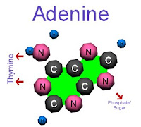 About Mutation: Adenine