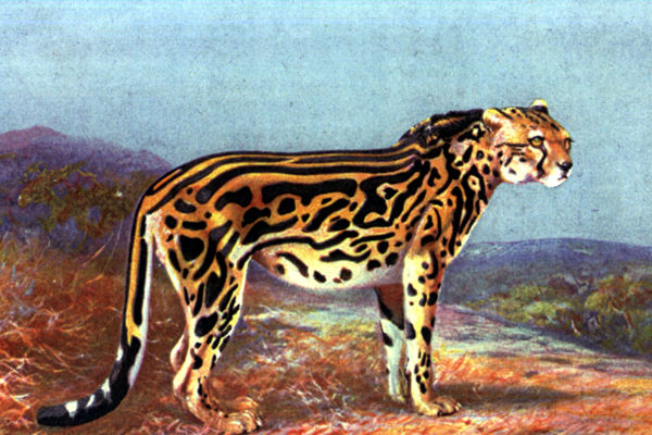 The Circus "NO SPIN ZONE": Cheetah Color Phase History