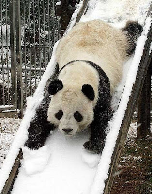 Funny Panda Pictures-Images 2012 | Funny And Cute Animals