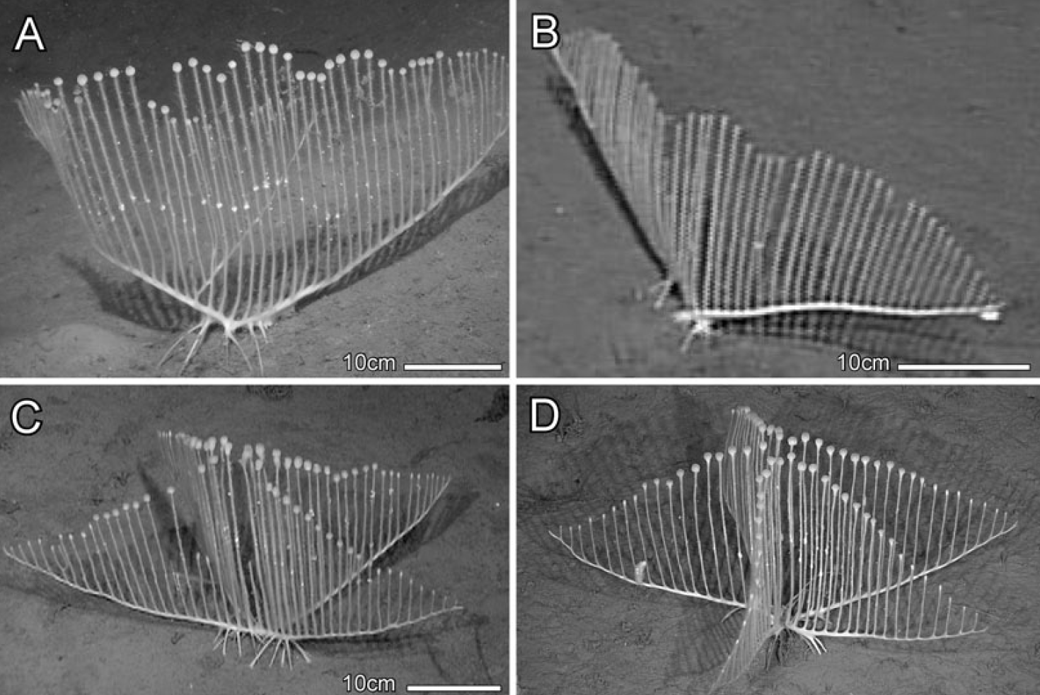 Artes de Pesca: CHONDROCLADIA