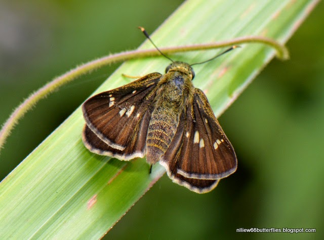 The Forested Path (and Beyond): BUTTERFLIES of RAUB: The Banded Ace ...
