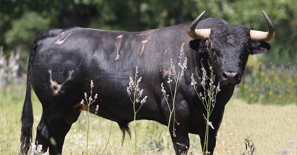 Dominguillos: Top 10 de toros más bravos del 2018 por la Asociación El ...