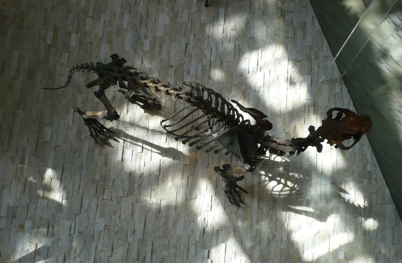 Kumtuks Tahlkie: Fossil Vertebrate of the Month: Panthera atrox