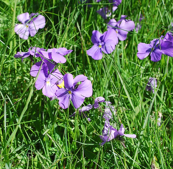 Flore sauvage en Suisse (et Jardins botaniques): VIOLA CALCARATA L.