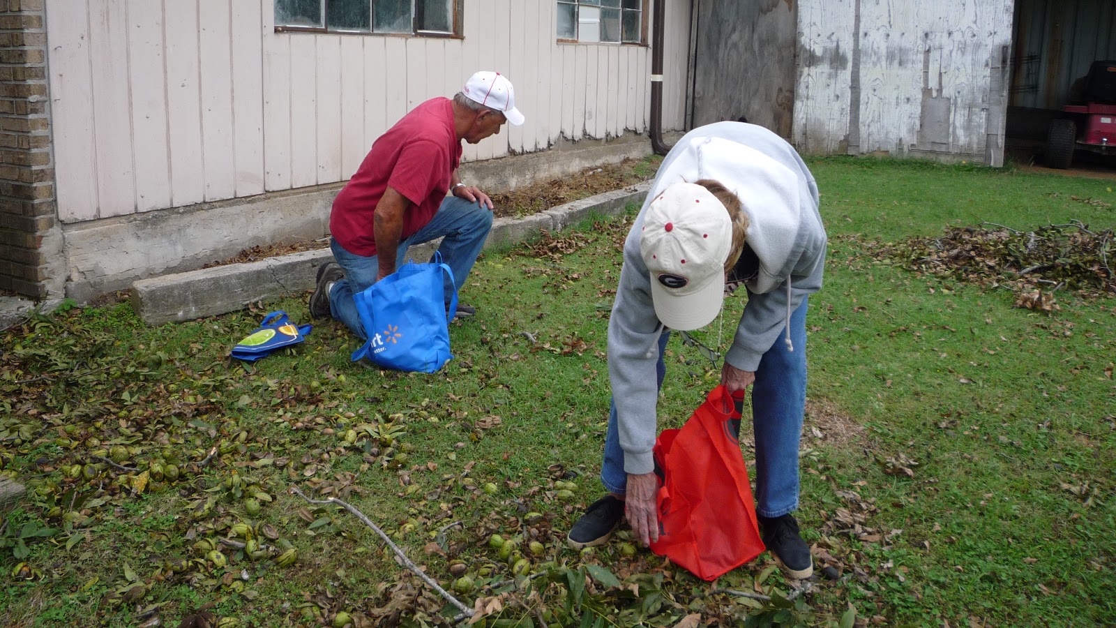 Mai Thai Wanderings: Picking pecans in the fall
