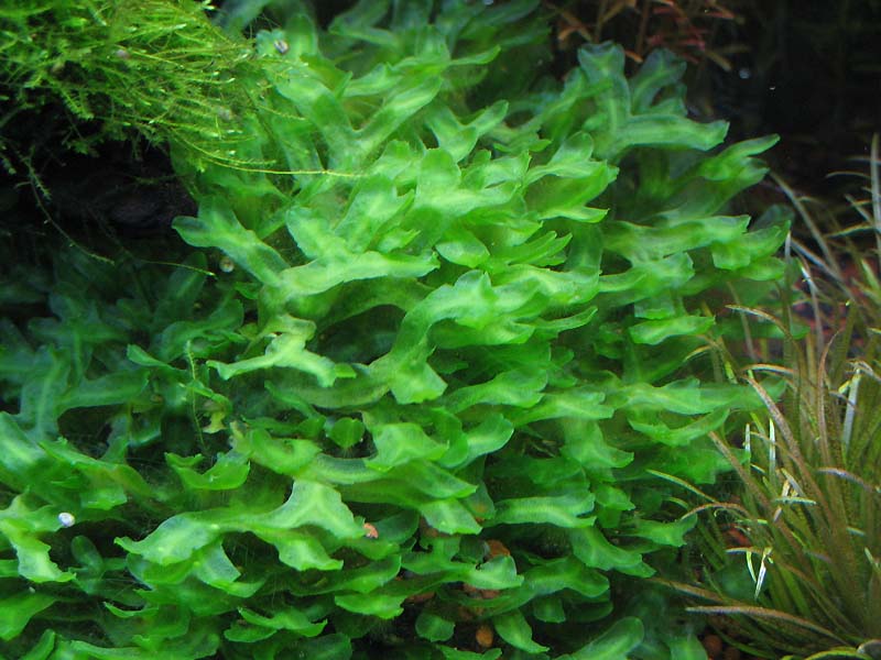 03/21/12 ~ AQUASCAPE BOGOR