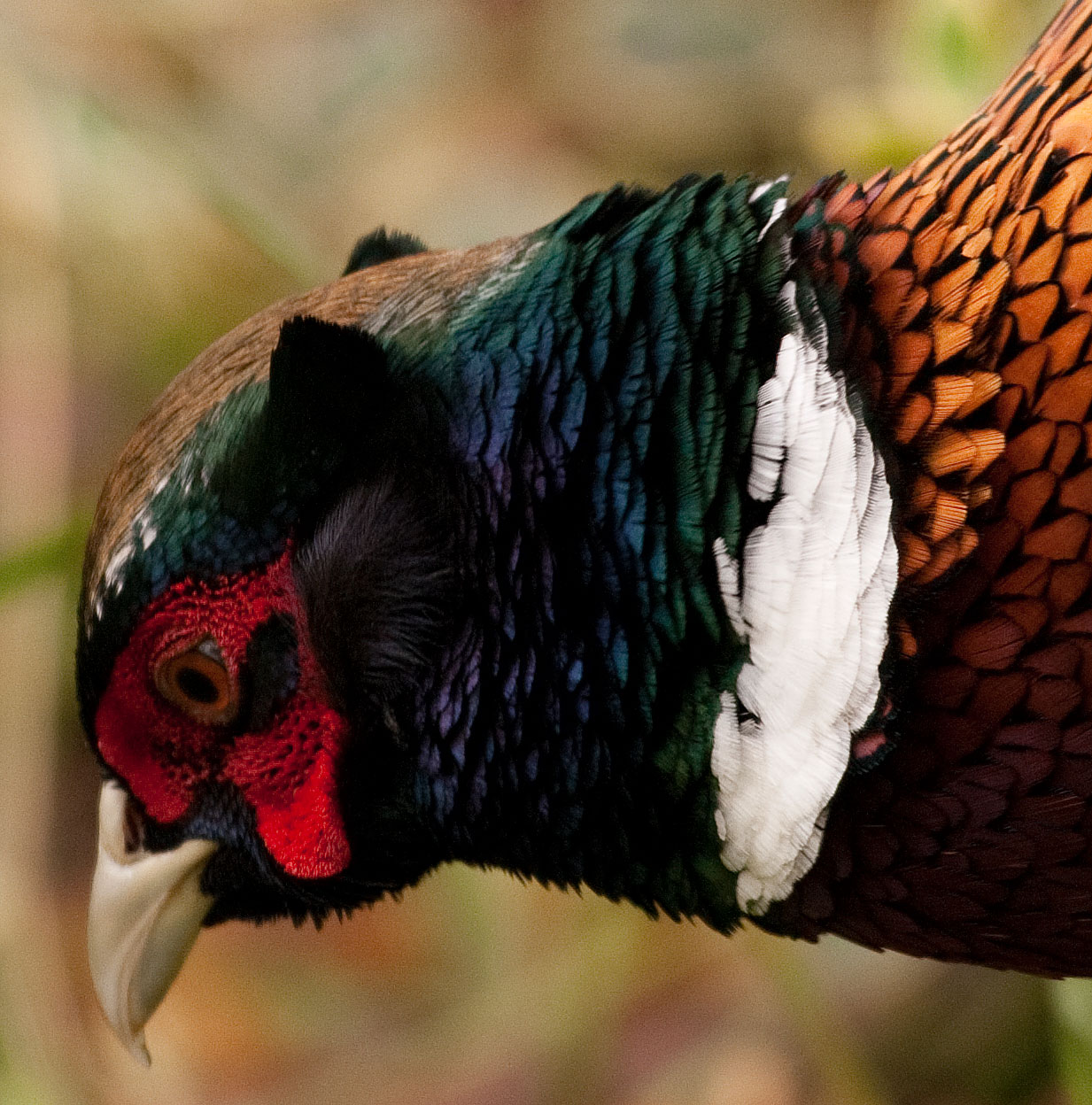 Cock of the Rock: Pheasant Pluckers!