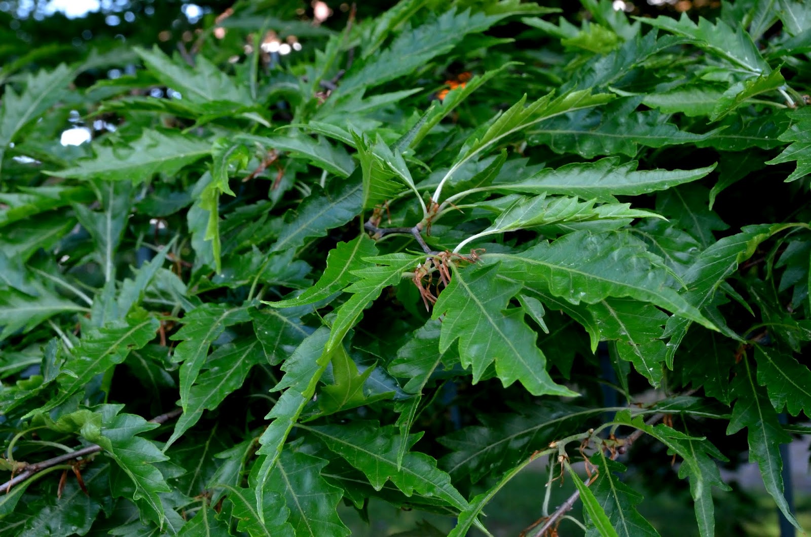 Fagus sylvatica var. heterophylla 'Asplenifolia' | Planting plan ...