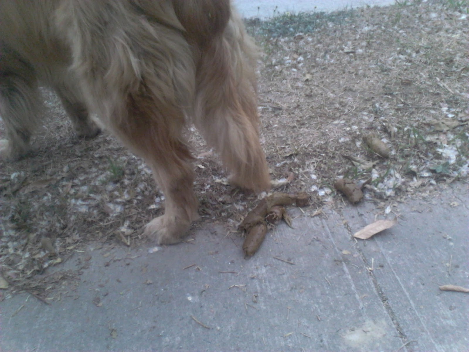 Dog Gym El Salvador: Llego la Hora del Pupú!