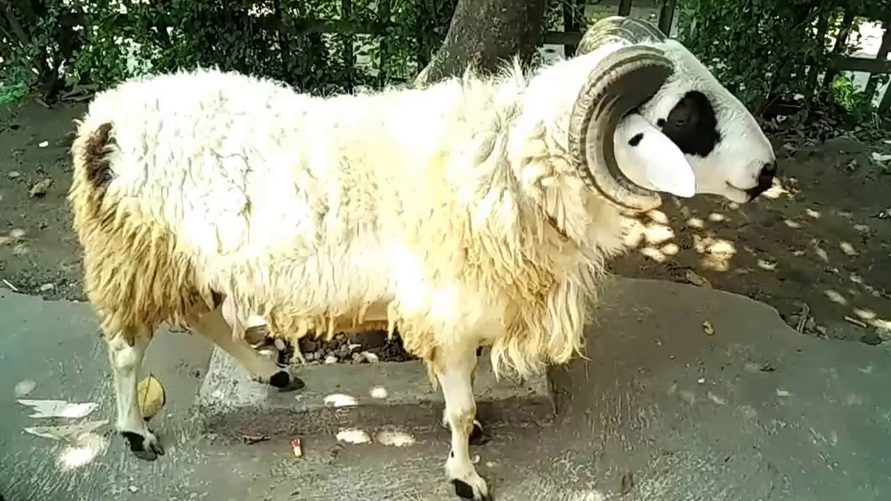 Tips Cara Buka Perjuangan Domba Qurban - Belajar Bisnis Untuk Menghasilkan