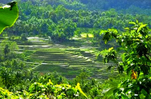 Bohol Rice Terraces