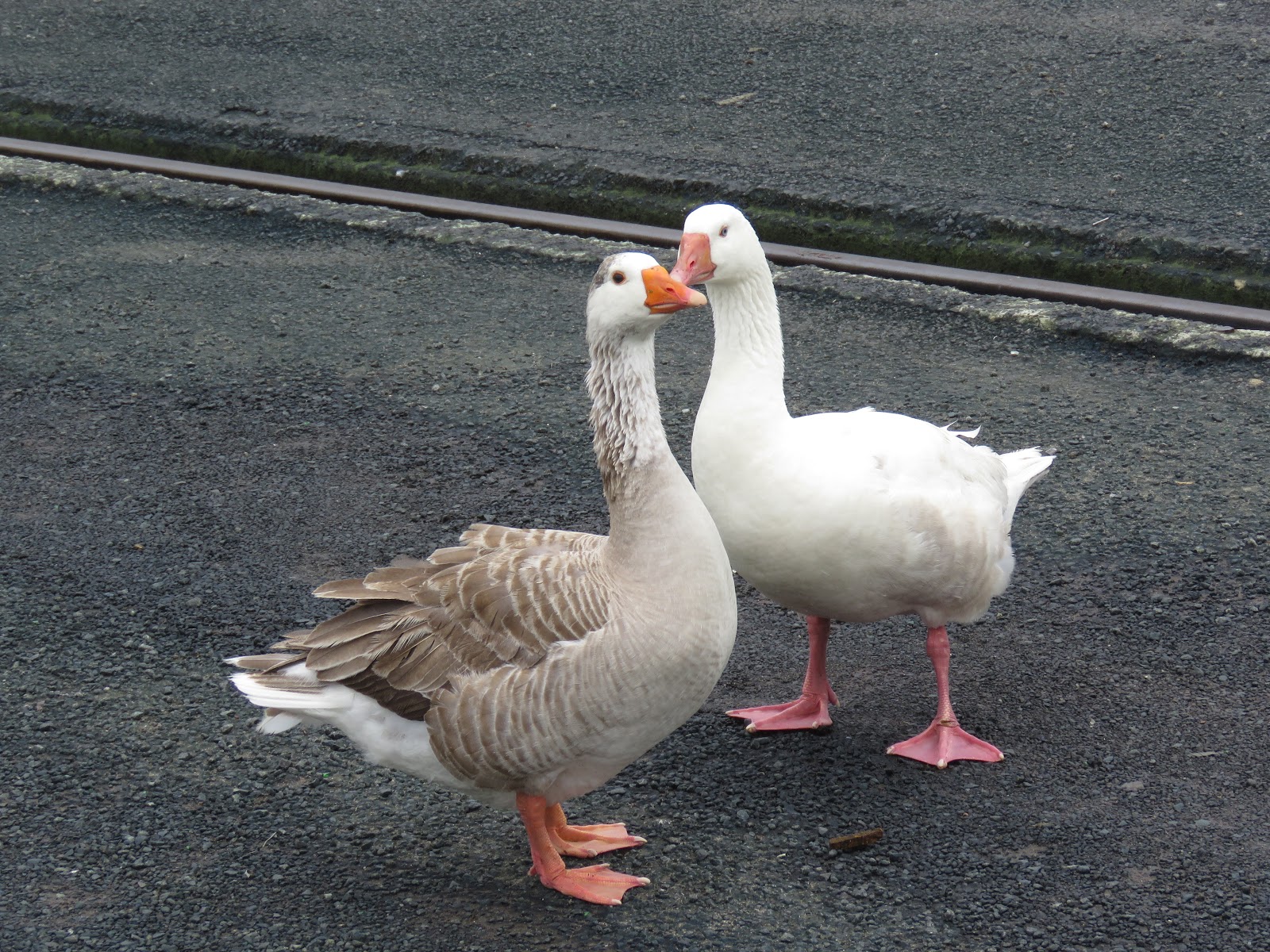 Bird Photos, Birding Sites, Bird Information: FERAL GEESE, GOVERNMENT ...