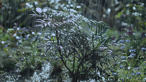 Nature Rain Animation (Animasi Hujan Alam) - Alif MH