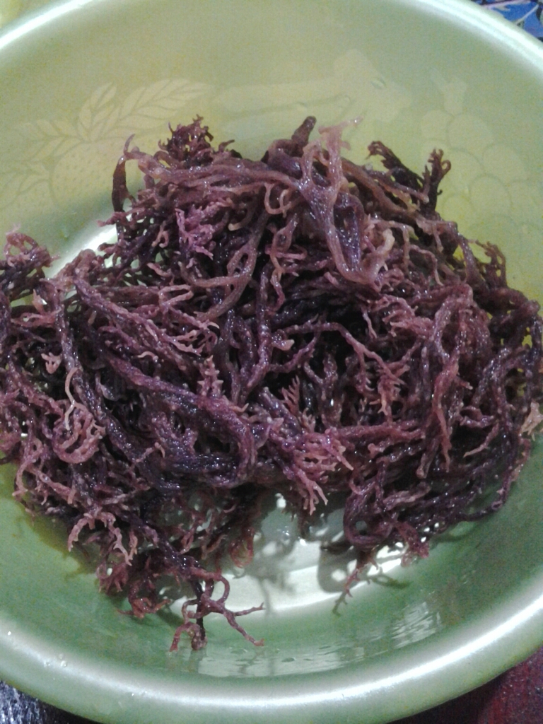 Rumpai Laut Murah: JENIS JENIS RUMPAI LAUT