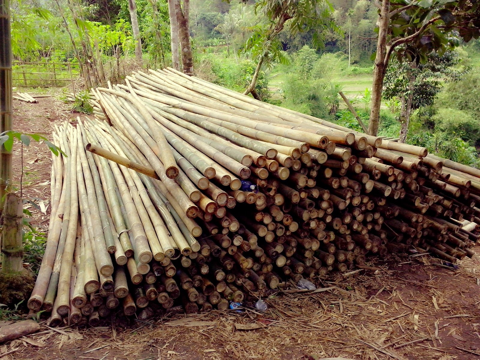 Kang Ujang: JUAL BAMBU PARTAI BESAR DENGAN BERBAGAI JENIS & UKURAN