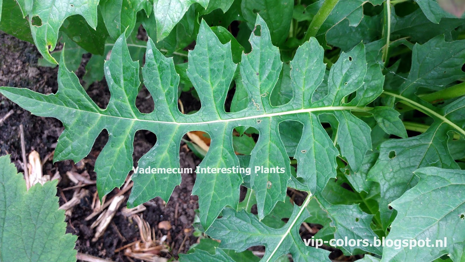 Vademecum Interesting Plants: Acanthus mollis - Akant miękki - Akantus