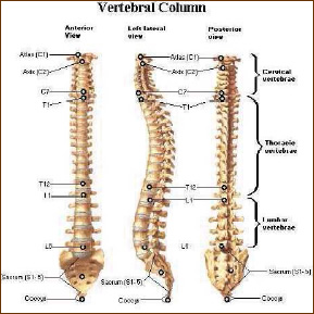 Fisioterapia & Saúde: Dores nas costas? Entenda o que pode provocar.