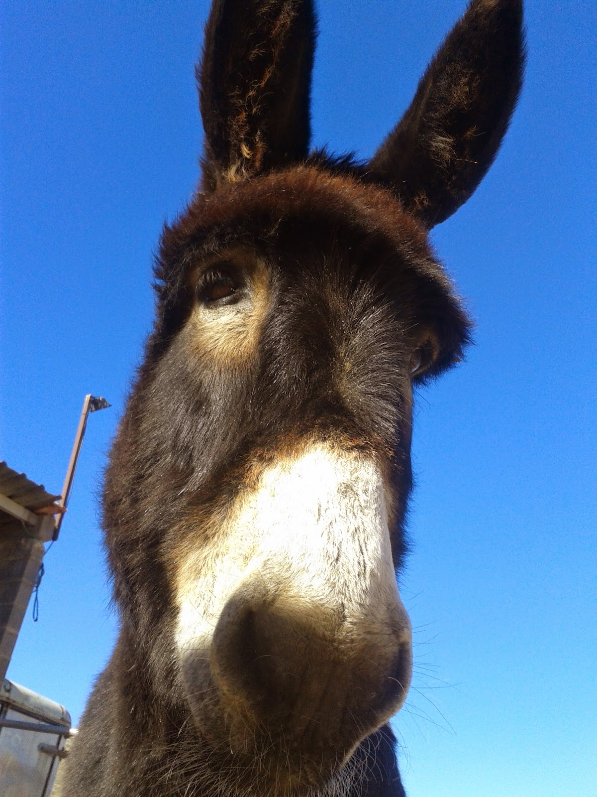 CENTRO VETERINARIO LOS OLIVOS: EL BURRO EN EL NUEVO SIGLO
