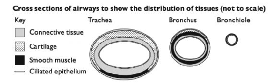 #50 The gas exchange system | Biology Notes for A level