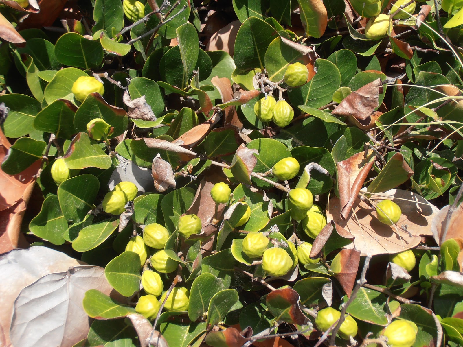 Flora de Puerto Rico Ilustrada: mayo 2013