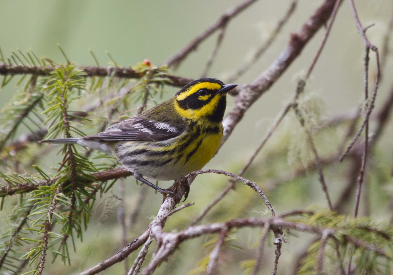 The Birdless Cuddesdon Blog: Canada: some western birds