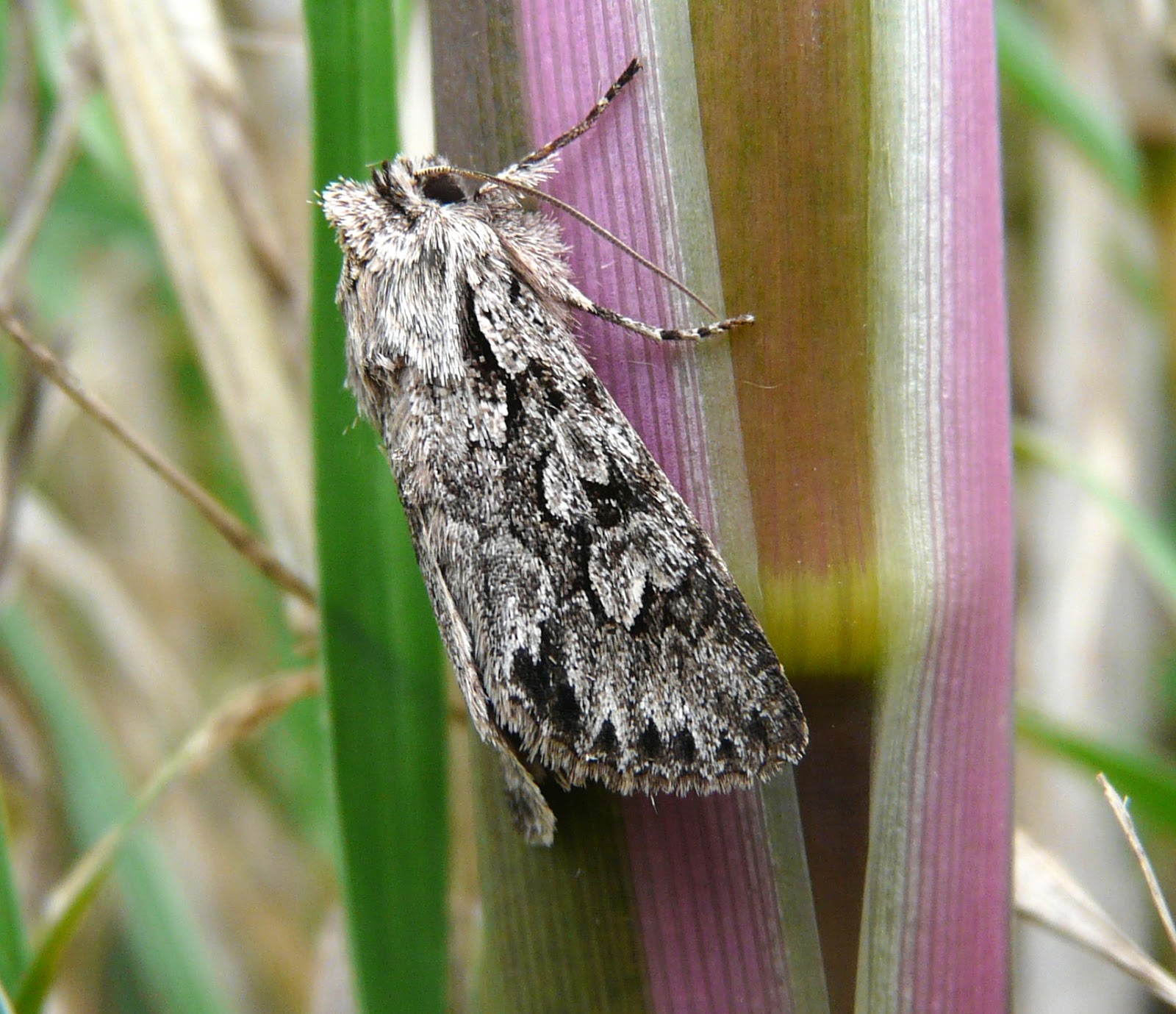 birdingexmouth: Moths