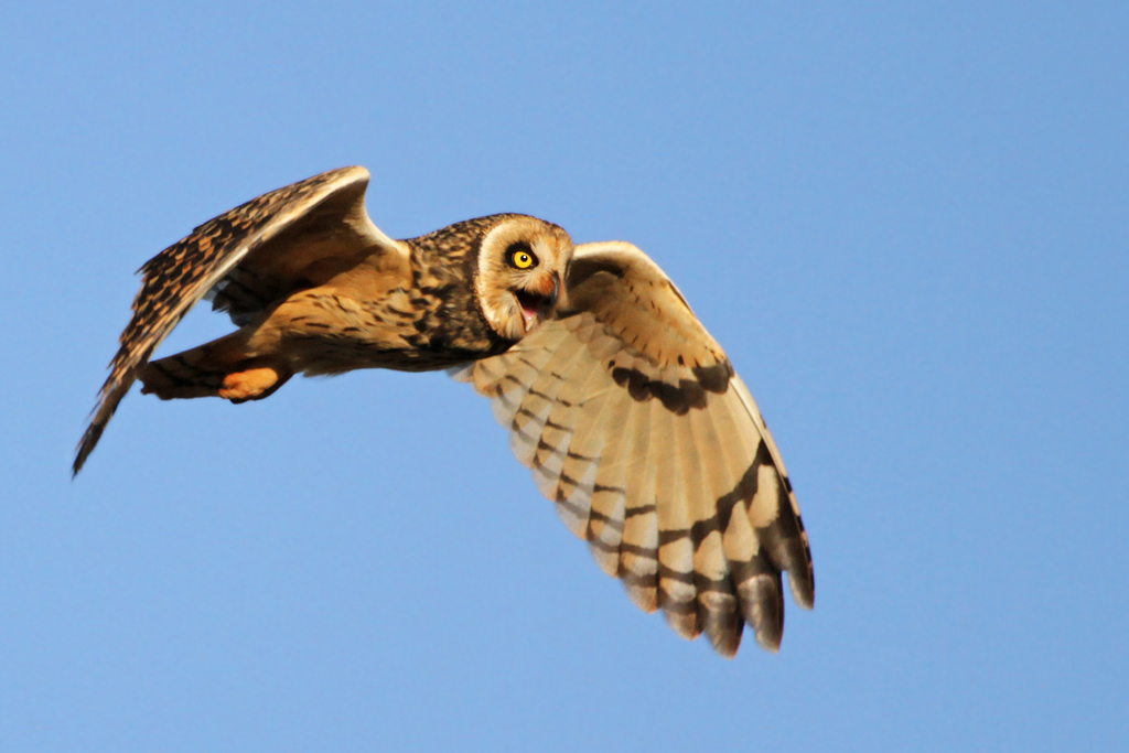 Projeto Ave Missões: O mocho-dos-banhados na Granja do Sossego