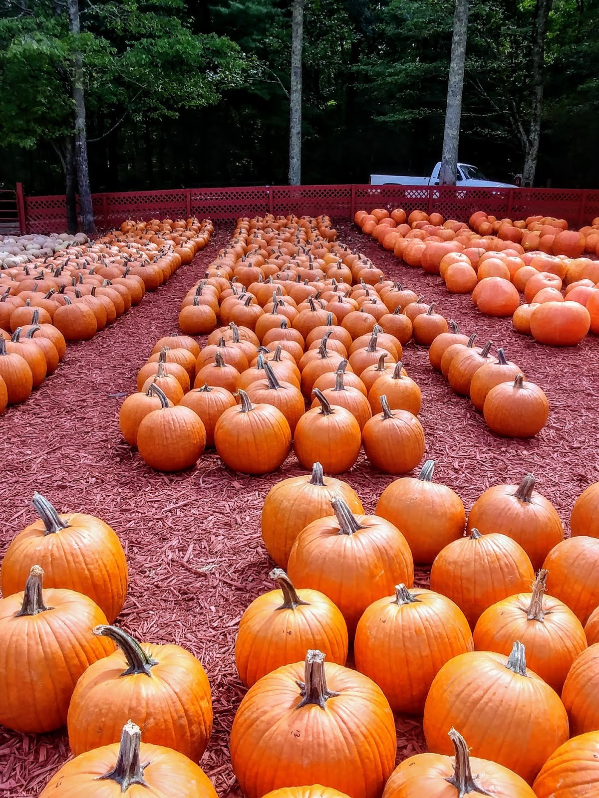 Another Mile Another Destination Blog: Burt’s Pumpkin Farm, Dawsonville ...