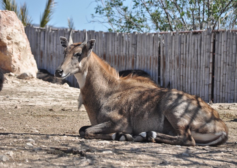 ZOOTOGRAFIANDO (6.100 ANIMALS): NILGO, NILGHAI O TORO AZUL / NILGAI ...