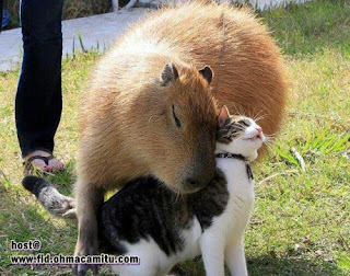 Sebalik Tirai: Tikus paling besar di dunia