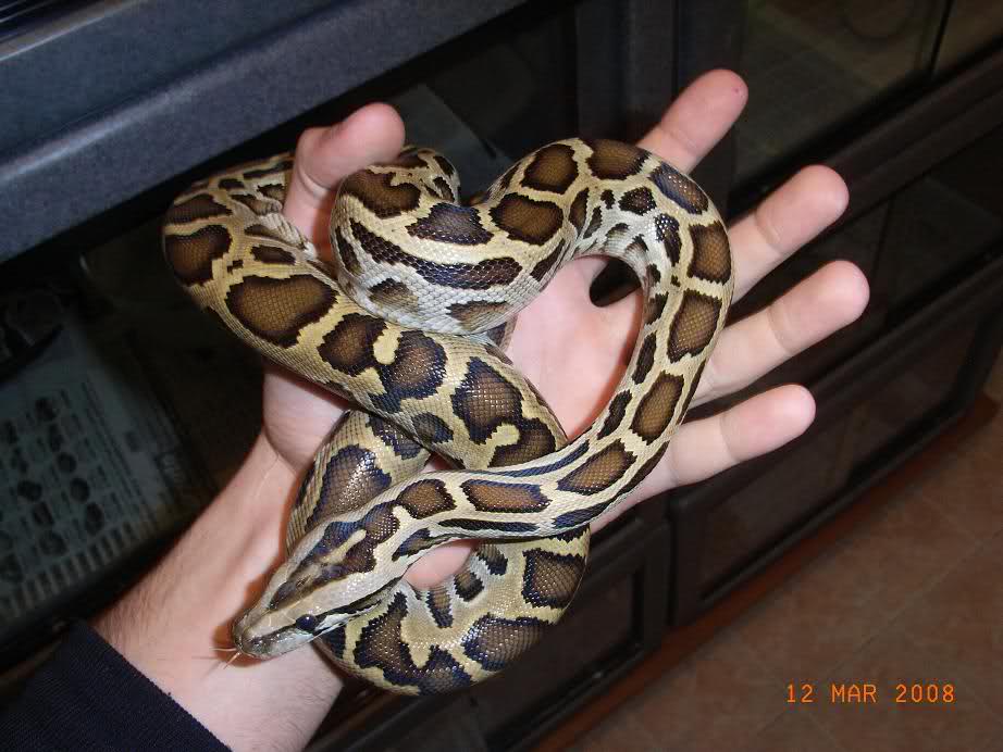 Reptiles y Anfibios: Python molurus cuidados e información